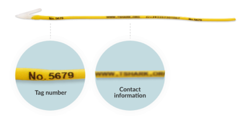 Tracking Sharks For Conservation | Tracking Sharks for Conservation